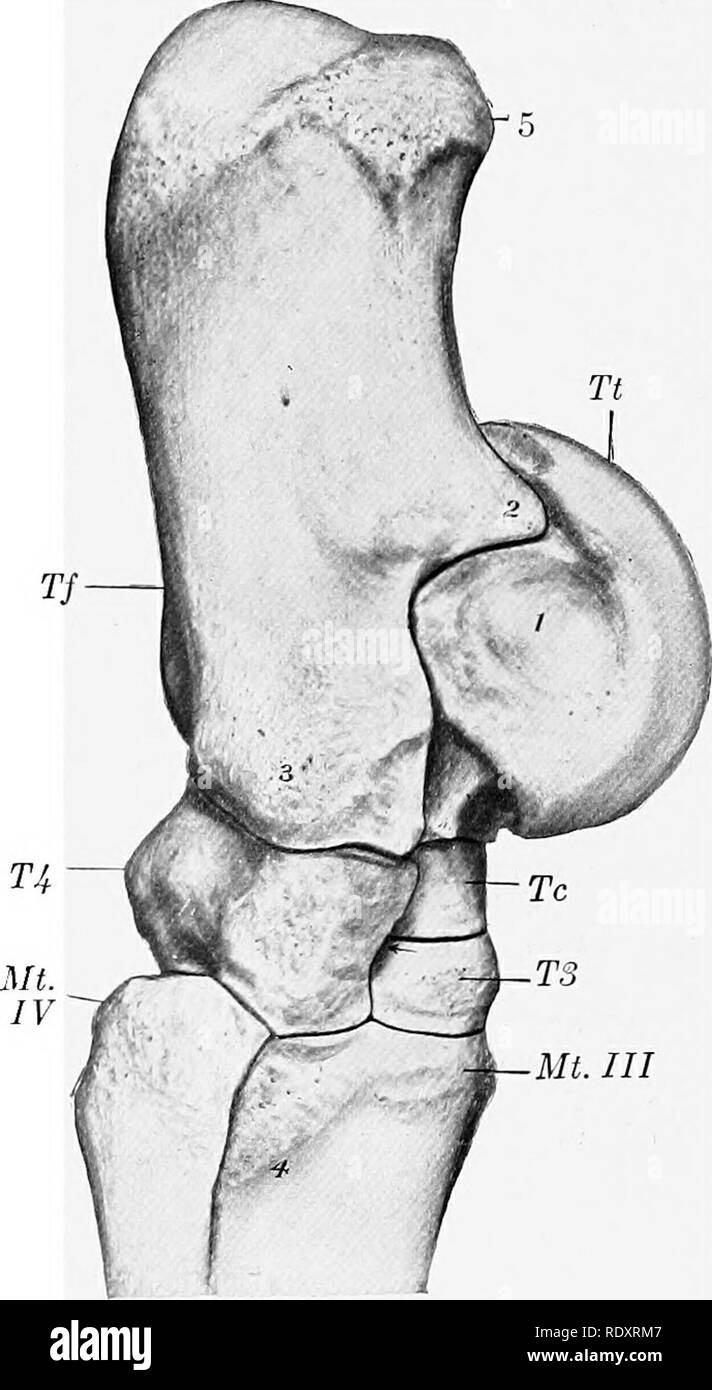 Tarsal Anatomy