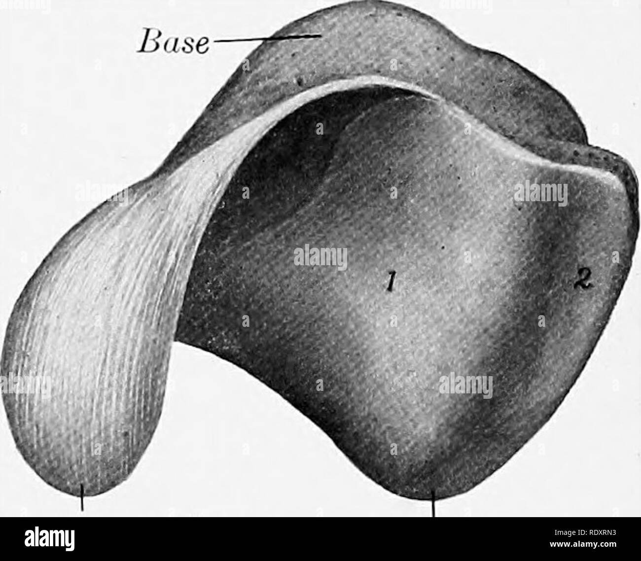 Patellar surface hi-res stock photography and images - Alamy