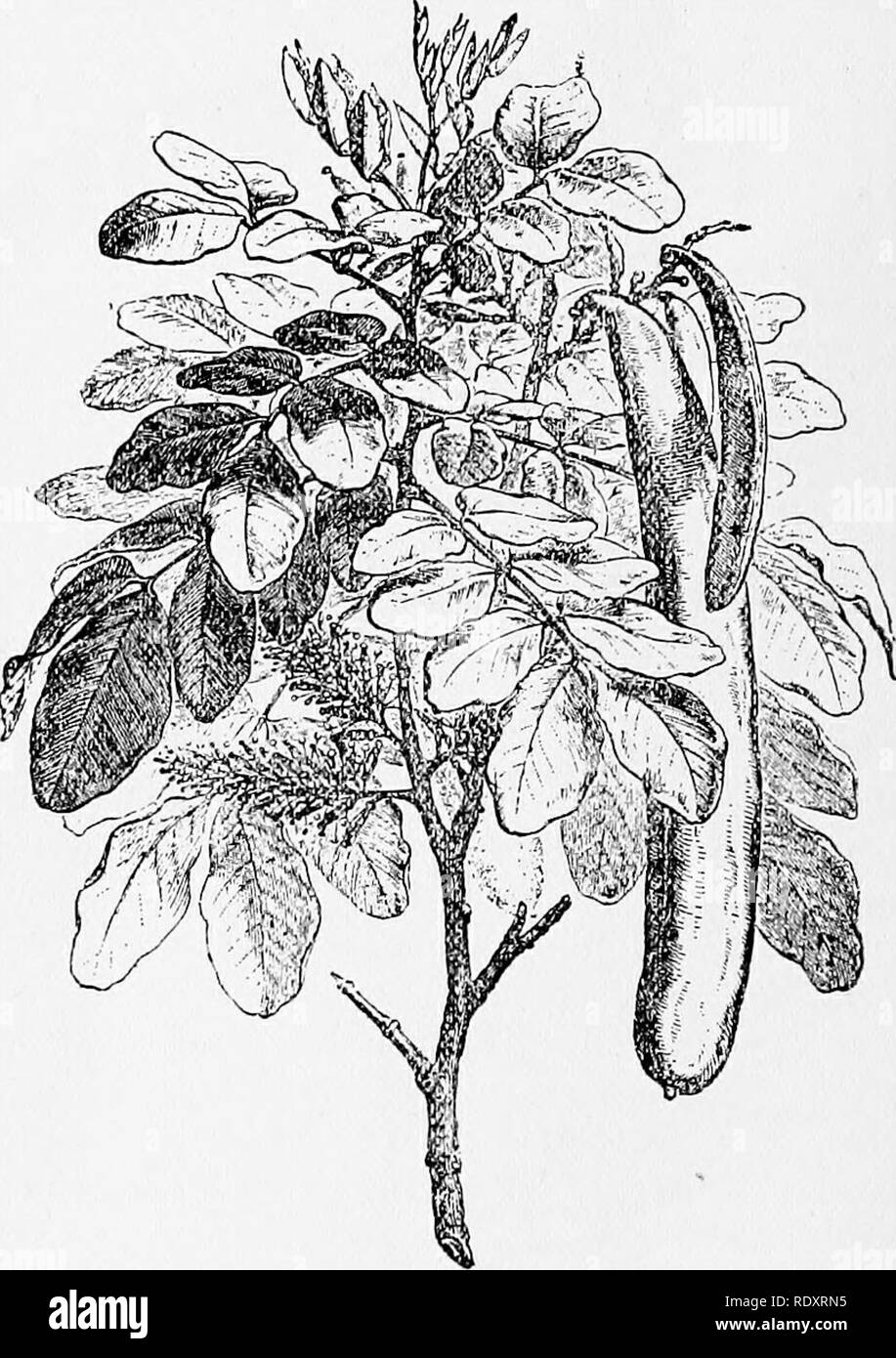 Lyon bean hi-res stock photography and images - Alamy