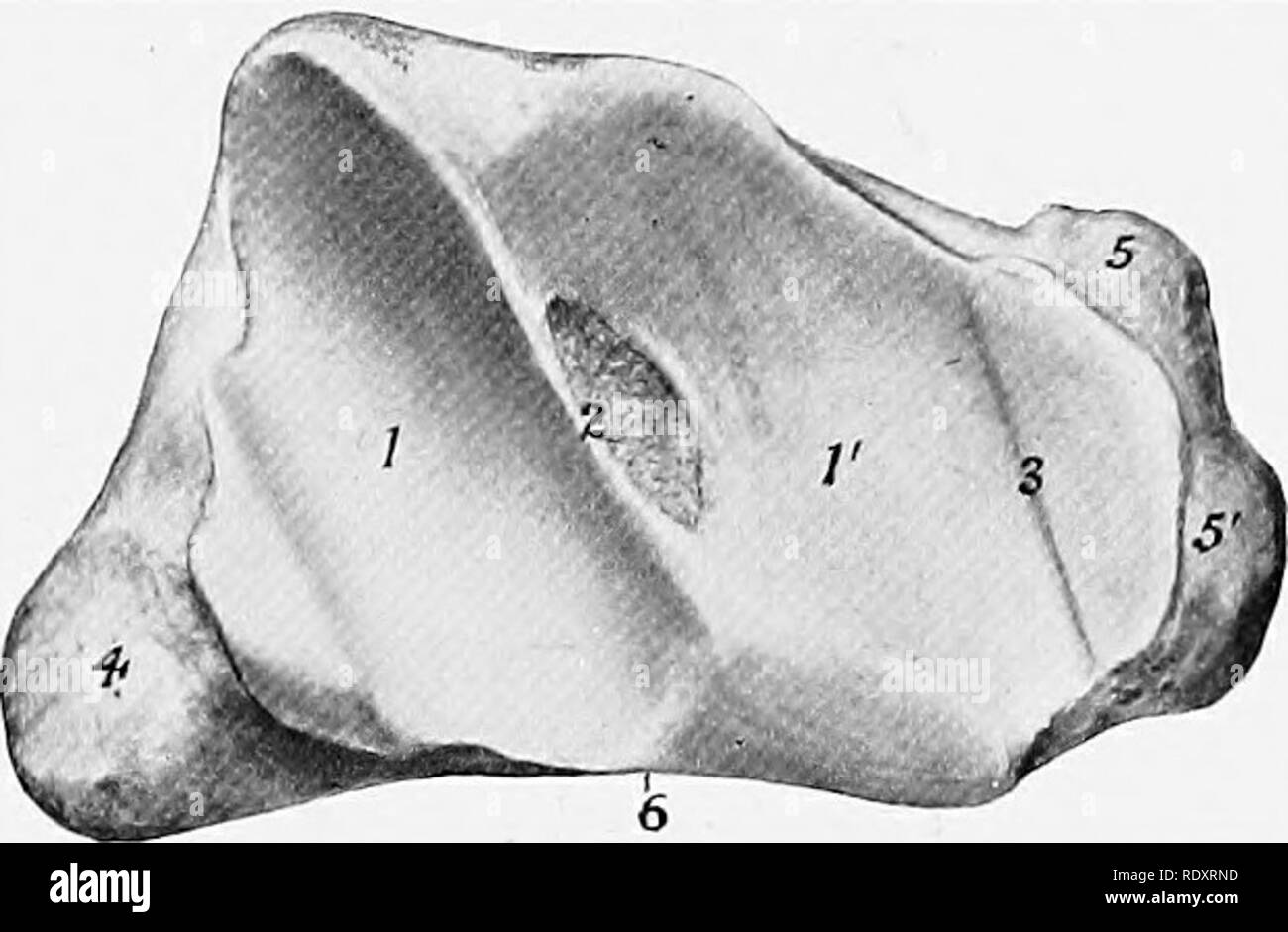 Patellar groove hi-res stock photography and images - Alamy