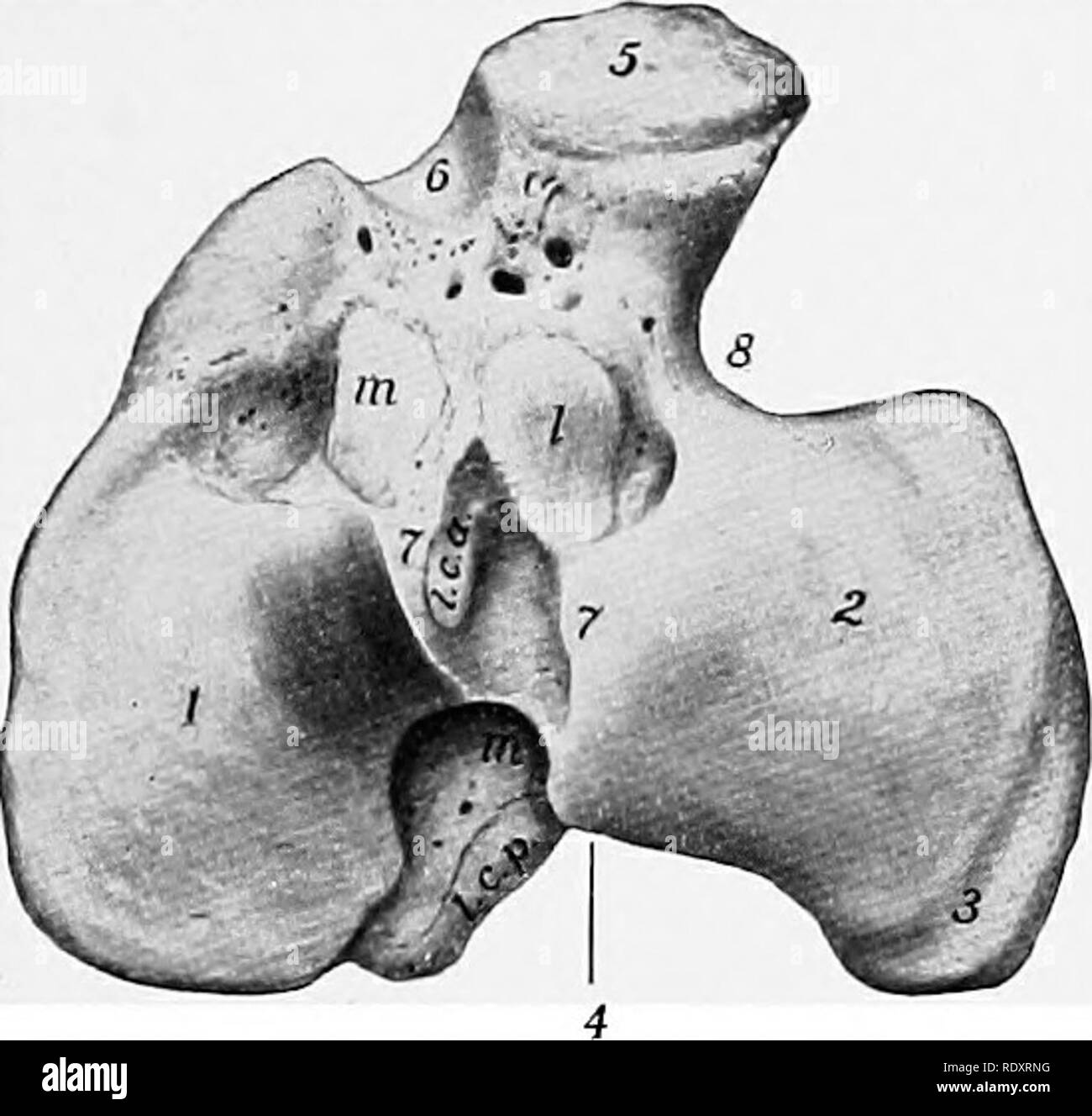 . The anatomy of the domestic animals . Veterinary anatomy. THE FIBULA ...