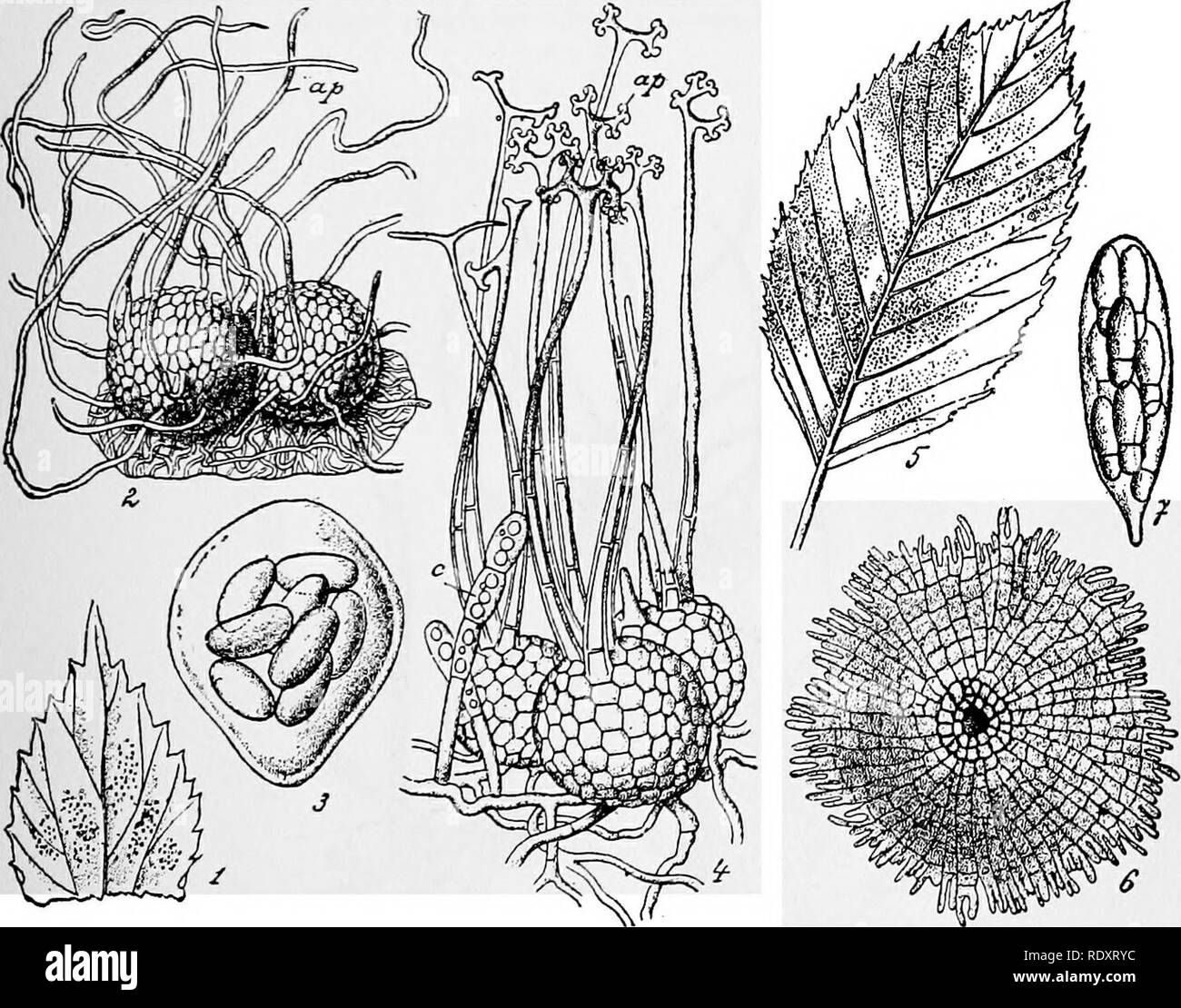 Uncinula spiralis Black and White Stock Photos & Images - Alamy