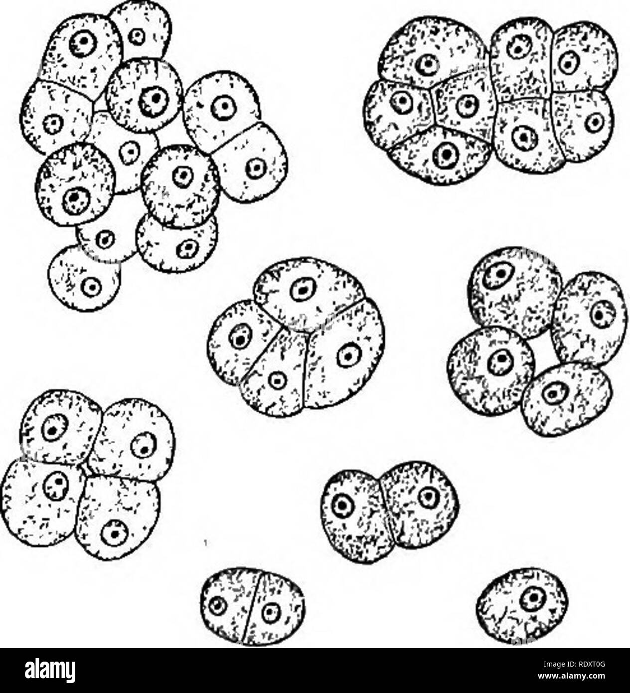 Pleurococcus algae hi-res stock photography and images - Alamy