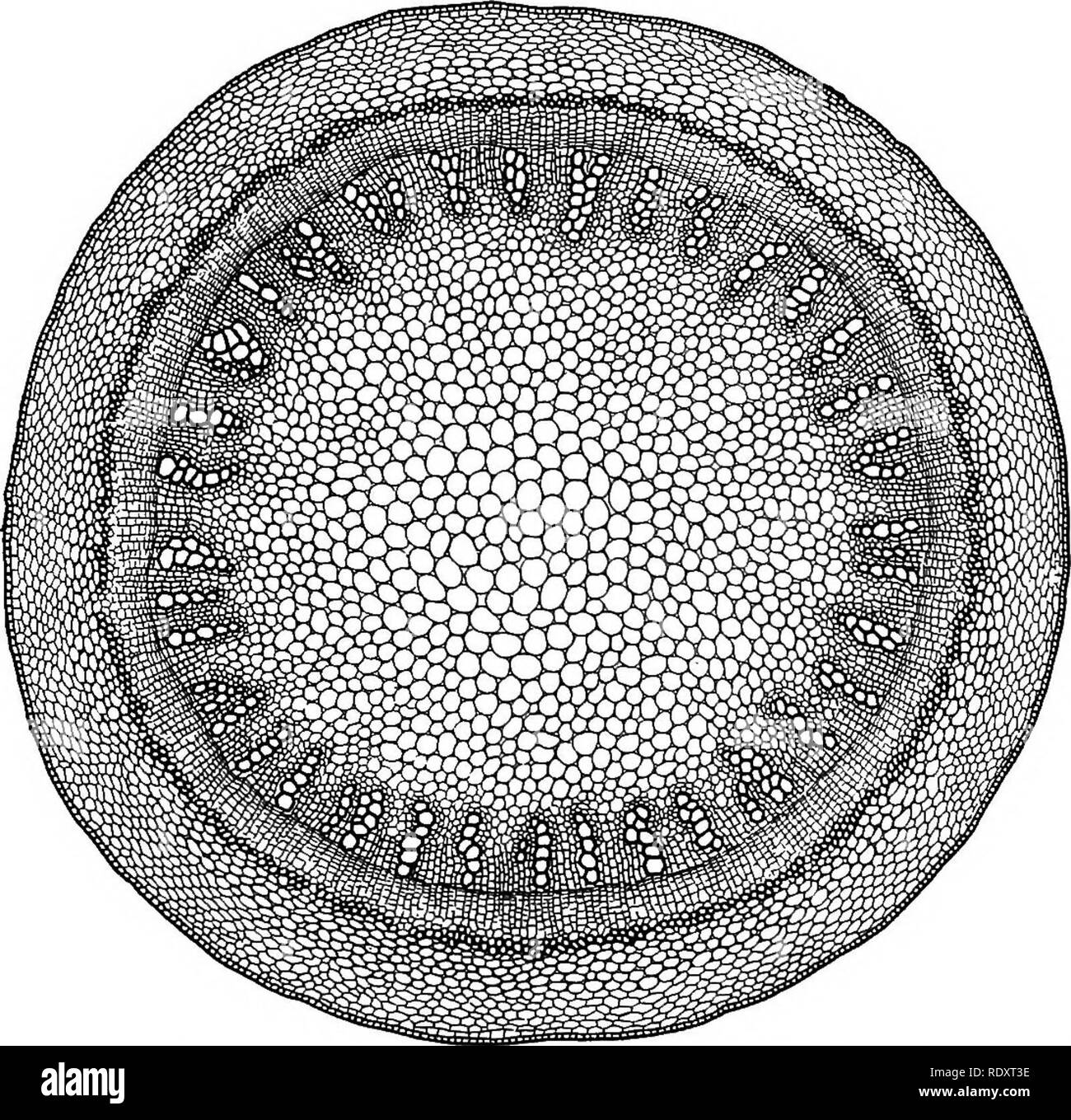 Cross section of stem Black and White Stock Photos & Images - Alamy