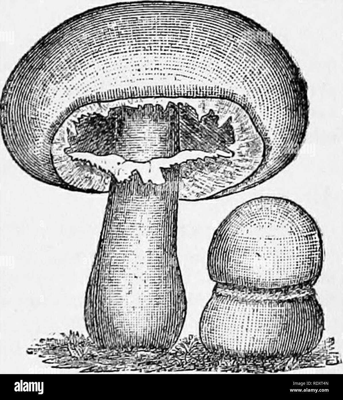 Polyporus Cross Section