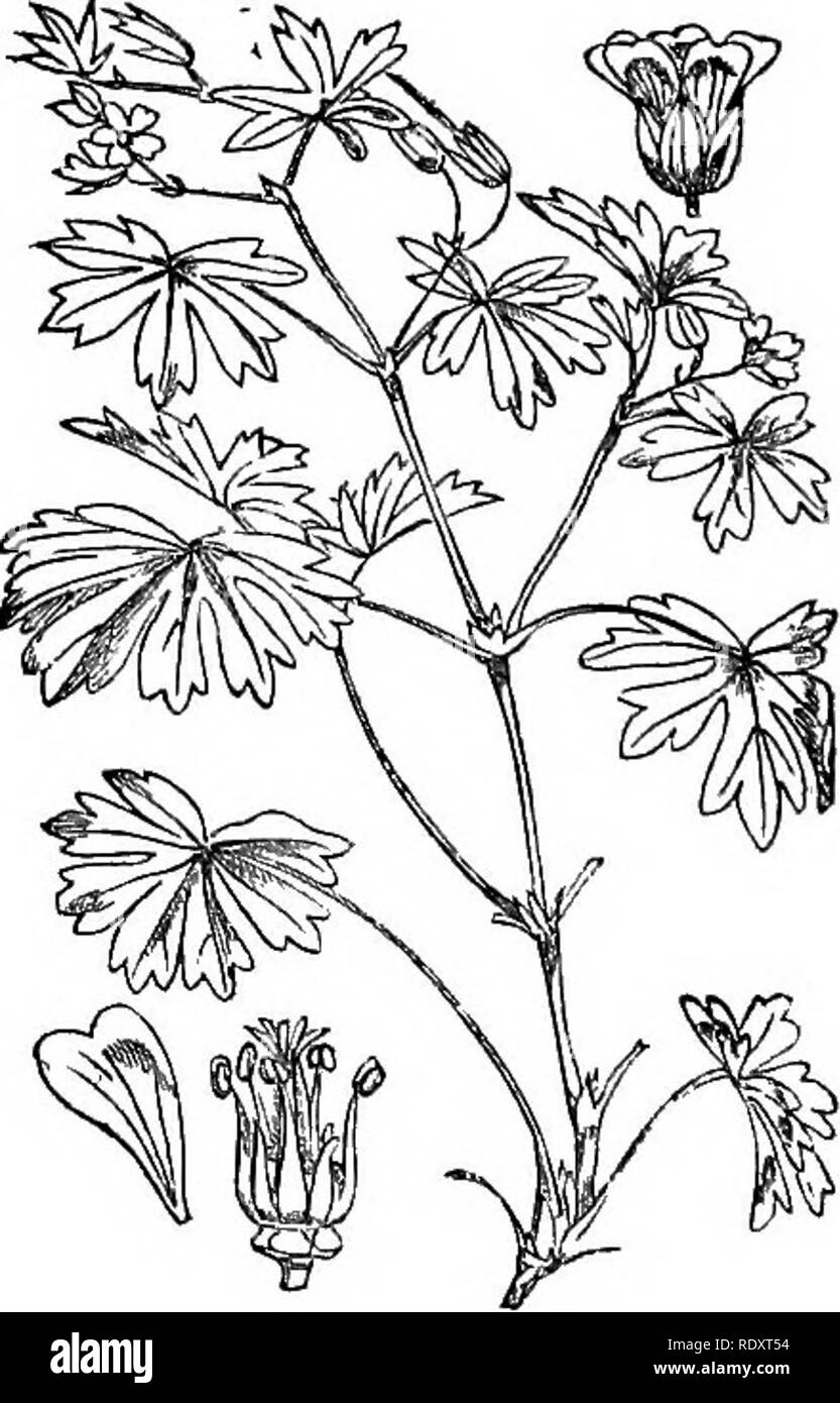 Geranium pusillum Black and White Stock Photos & Images - Alamy