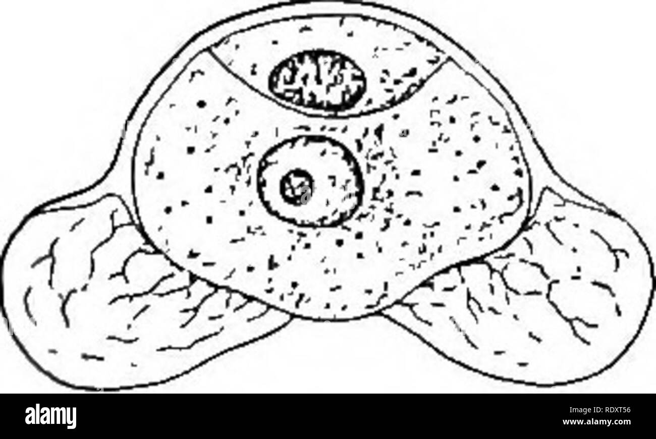 Wind pollinated pollen grain hi-res stock photography and images - Alamy