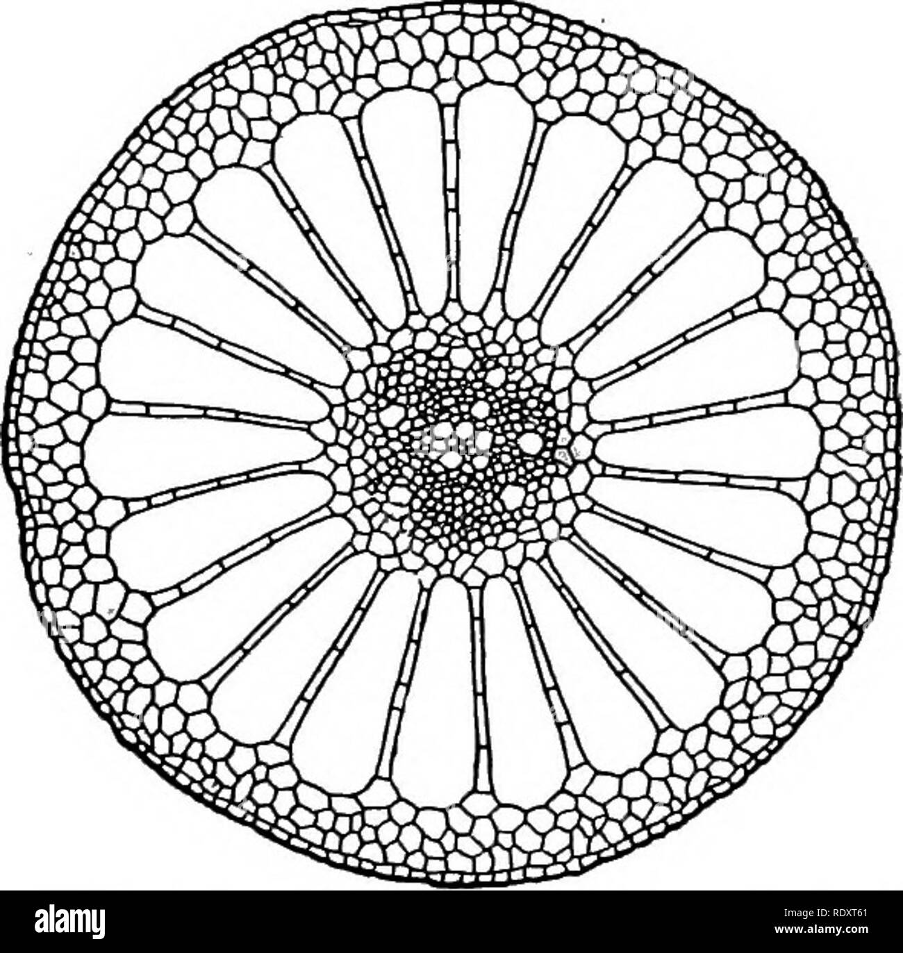 Cross section of stem Black and White Stock Photos & Images - Alamy