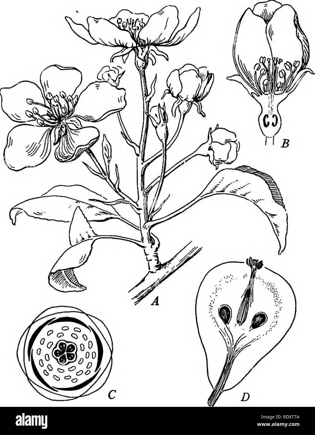 Flower cross section diagram hi-res stock photography and images - Alamy