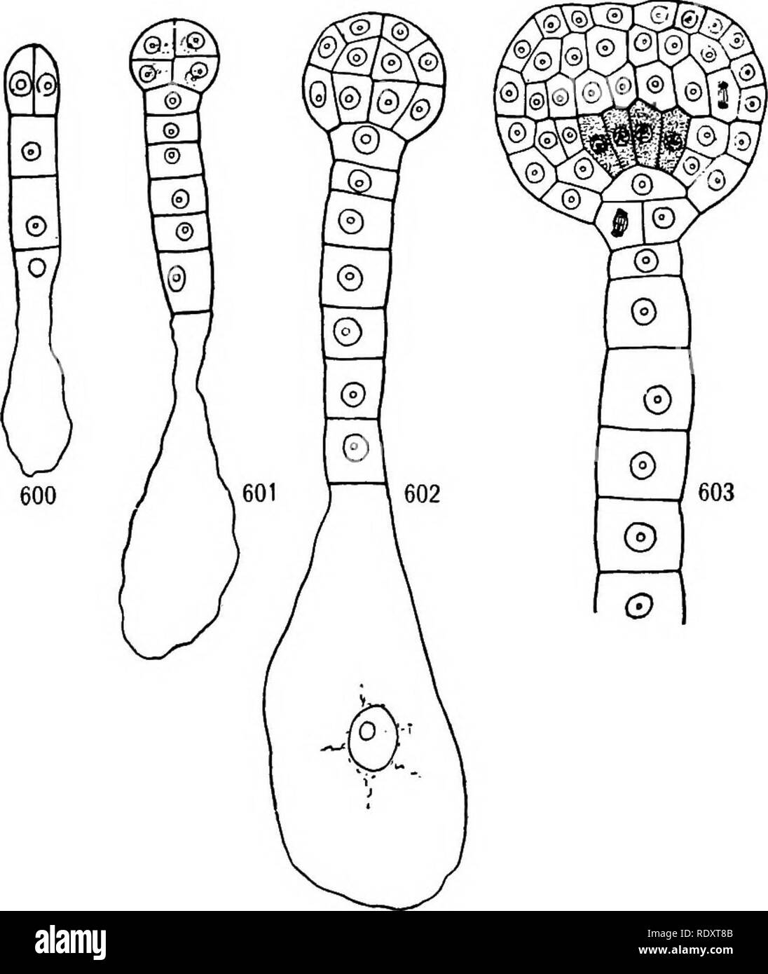 Differentiation method Black and White Stock Photos & Images - Alamy