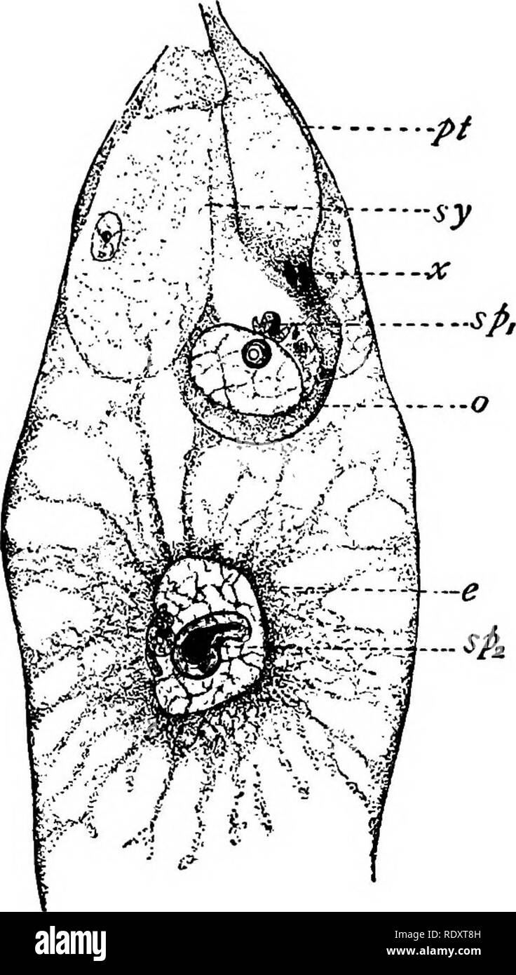 Pollen Sac Black and White Stock Photos & Images - Alamy
