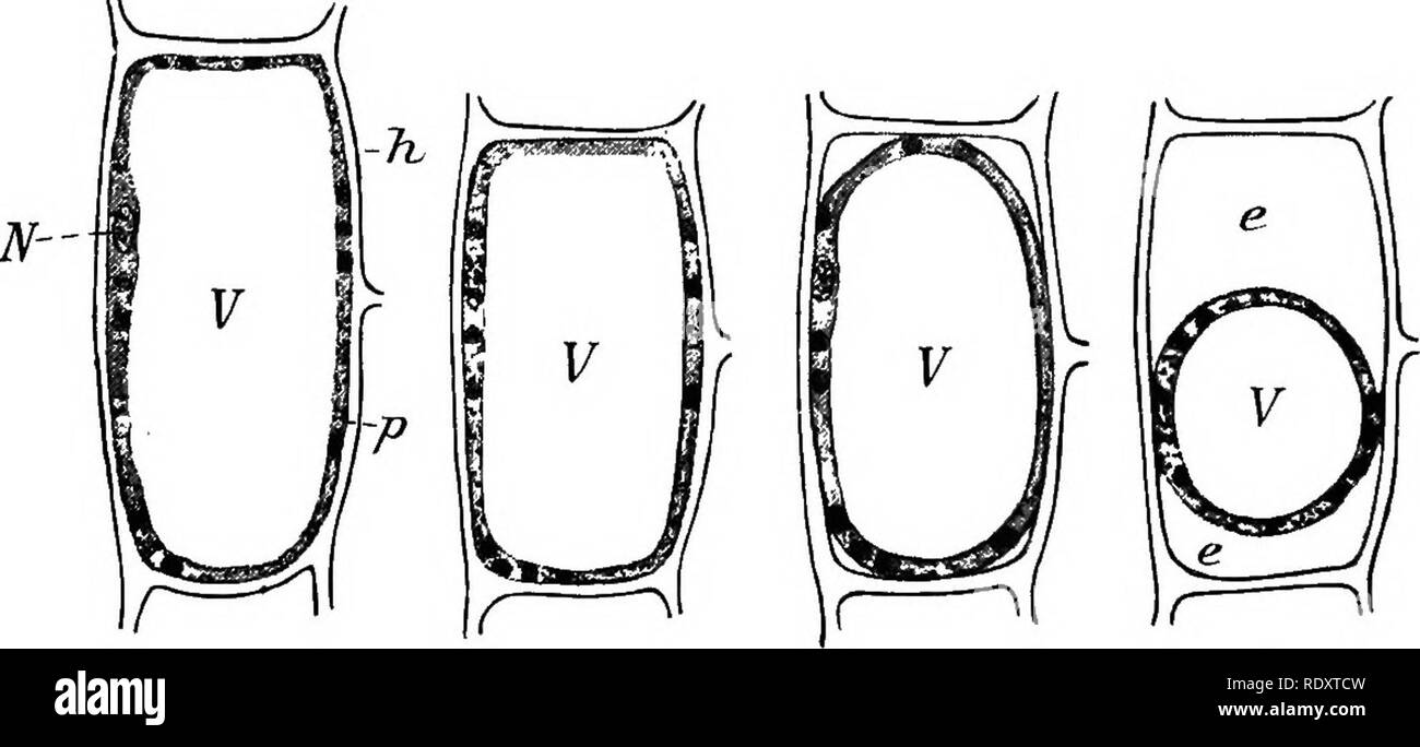 . Plant physiology. Plant physiology. io6 PHYSIOLOGY OF NUTRITION The ...