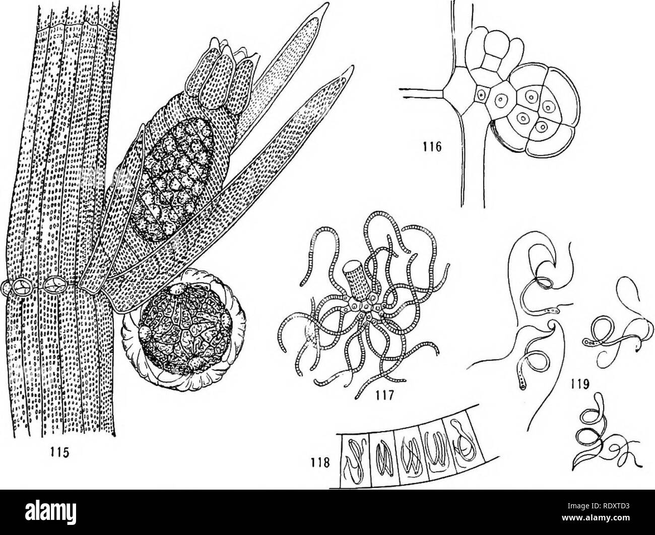 . A textbook of botany for colleges and universities ... Botany ...