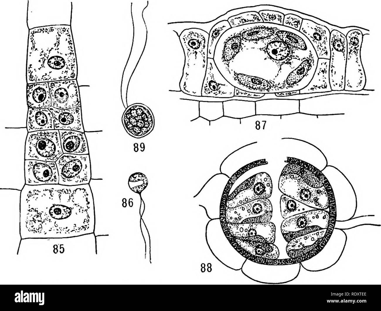 Oospore Black and White Stock Photos & Images - Alamy