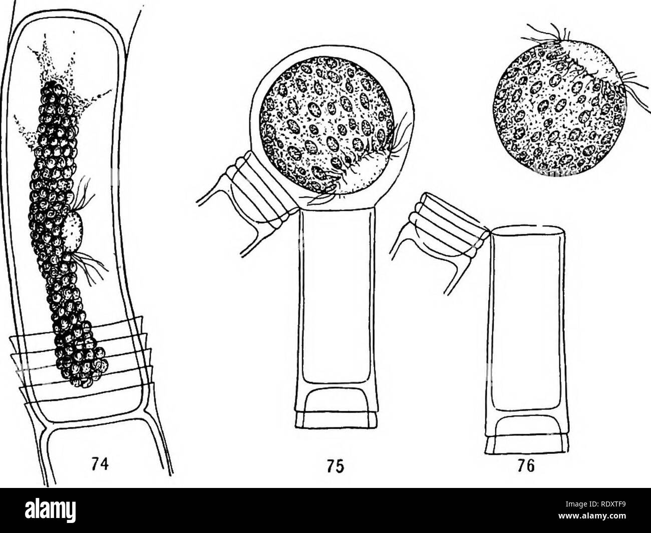 Sperms cells Black and White Stock Photos & Images - Alamy