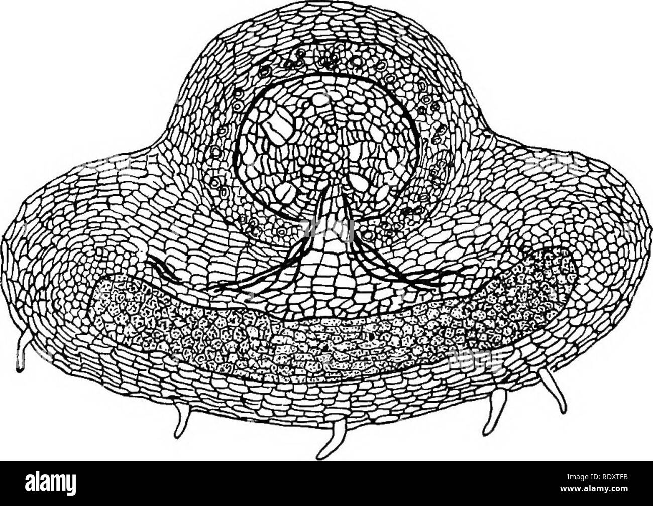 . Plant physiology. Plant physiology. 72 PHYSIOLOGY OF NUTRITION grains ...