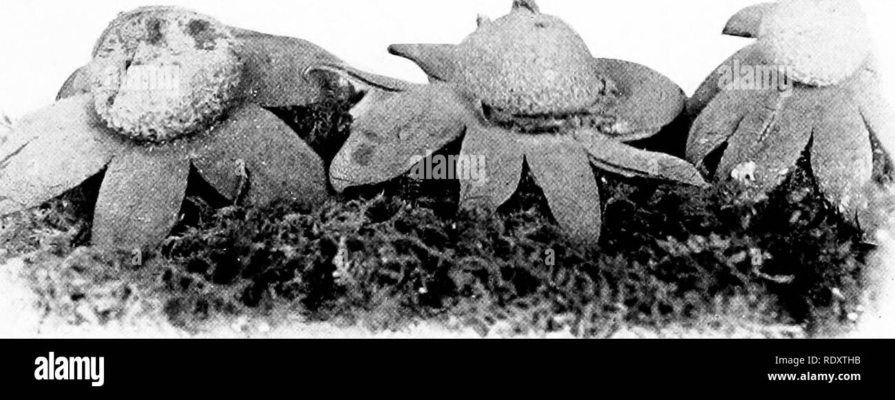 Geaster fungi hi-res stock photography and images - Alamy