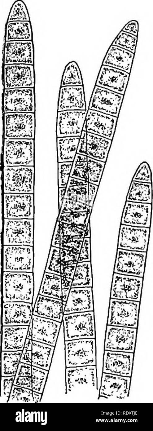 Oscillatoria Cell Structure