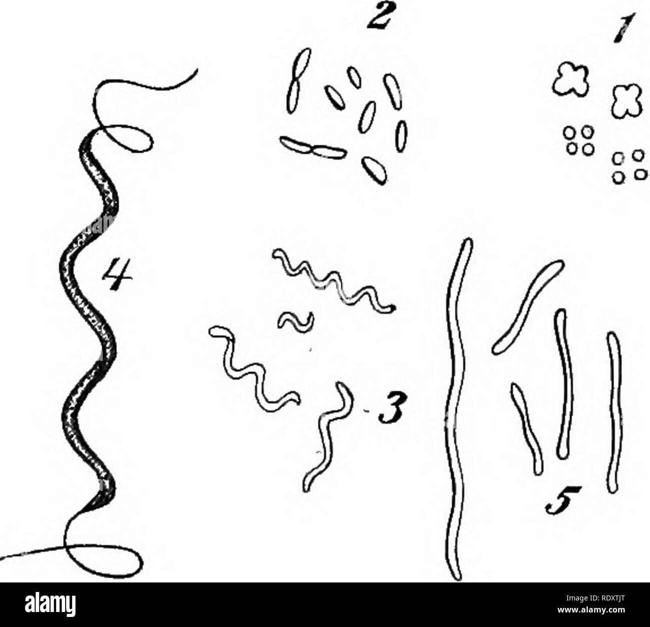 Nitrosomonas Bacteria