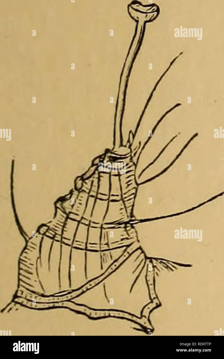 . Economic entomology. Beneficial insects; Insect pests; Thysanura ...