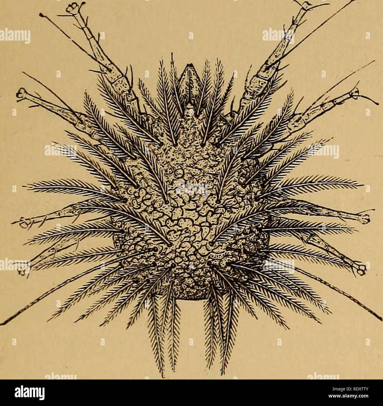 . Economic entomology. Beneficial insects; Insect pests; Thysanura ...