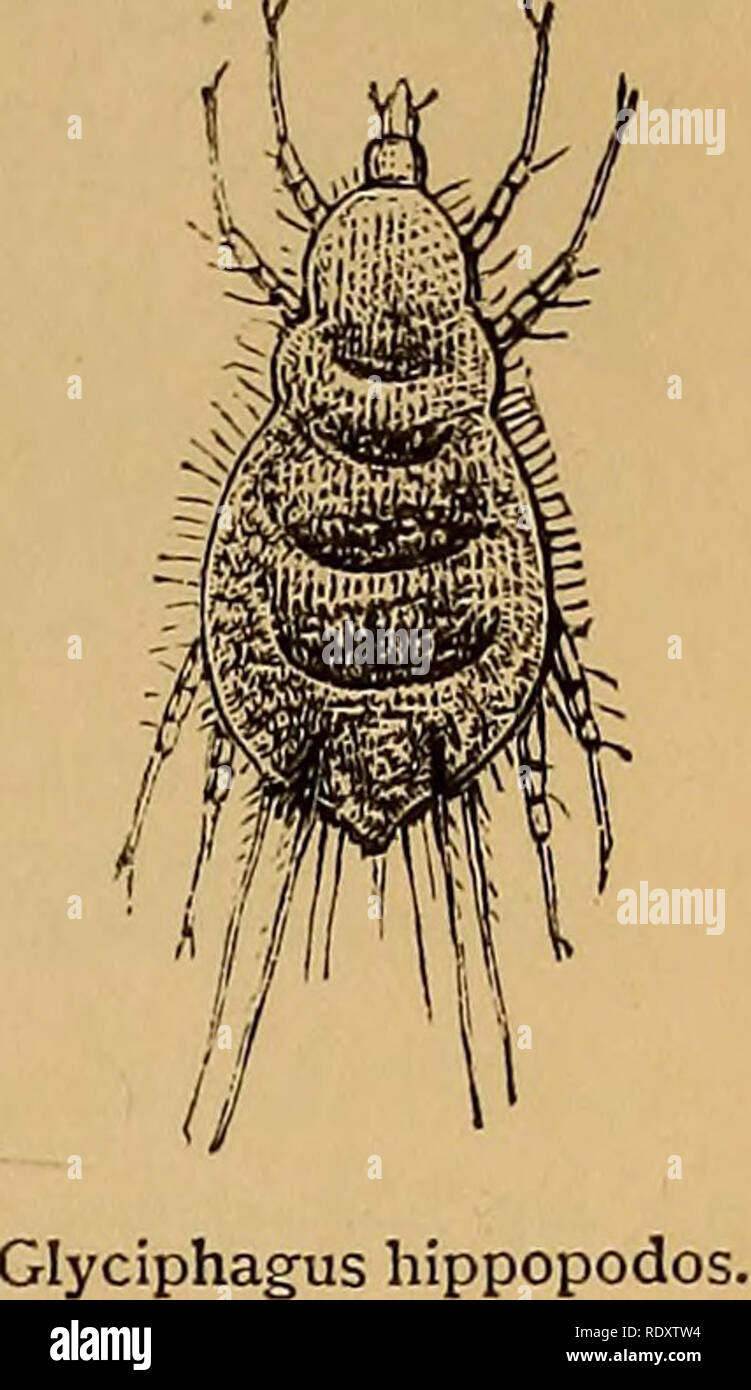 Sarcoptid hi-res stock photography and images - Alamy