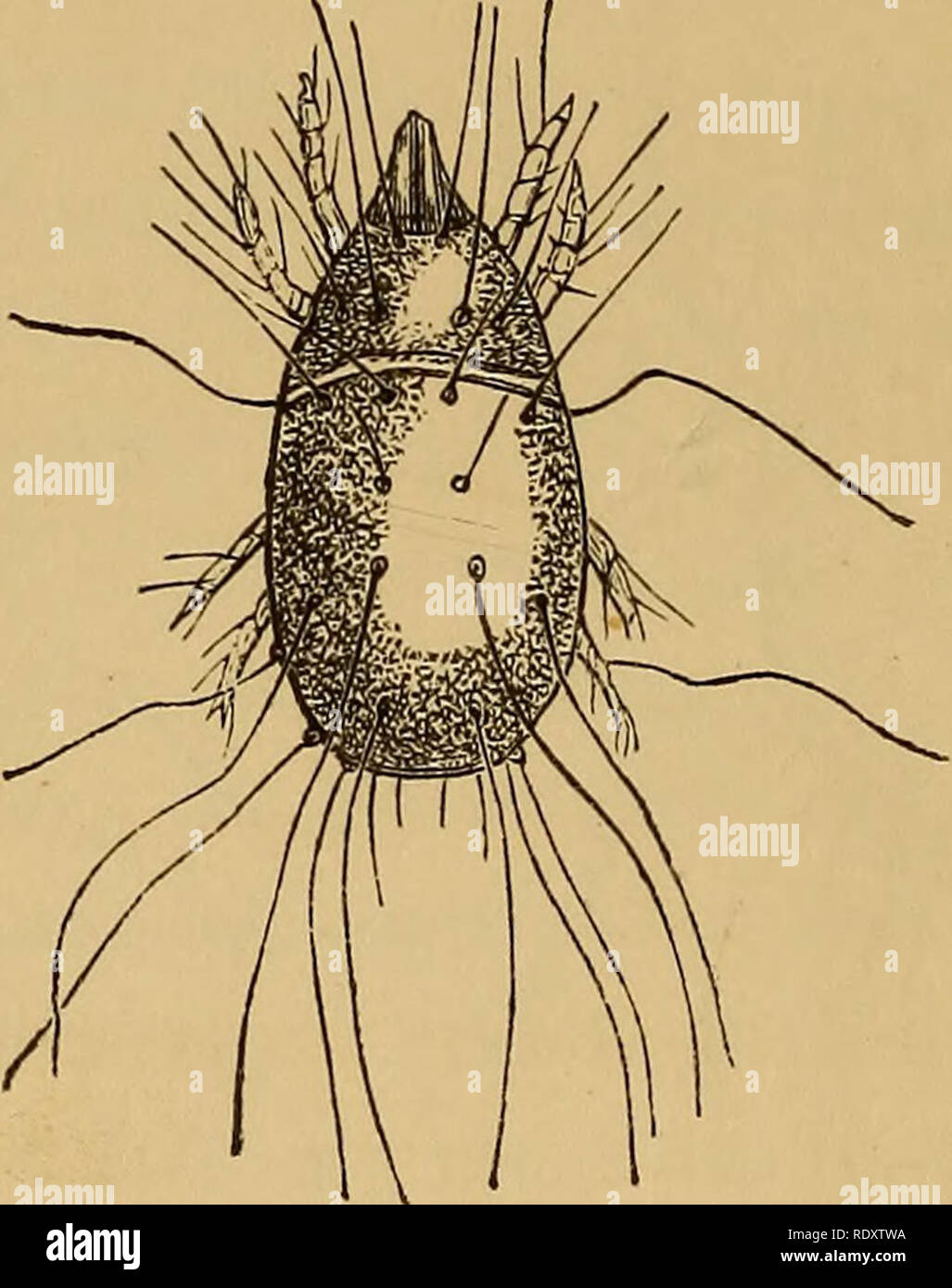 Tyroglyphus hi-res stock photography and images - Alamy