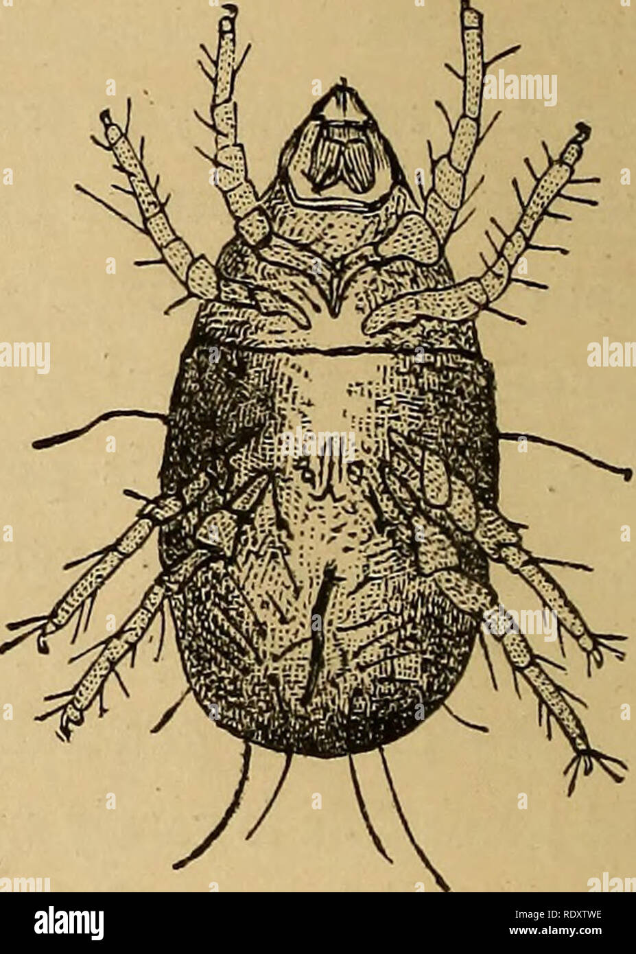 Mite cheese hi-res stock photography and images - Alamy