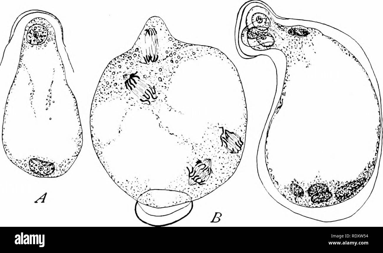 Microspores In An Angiosperm