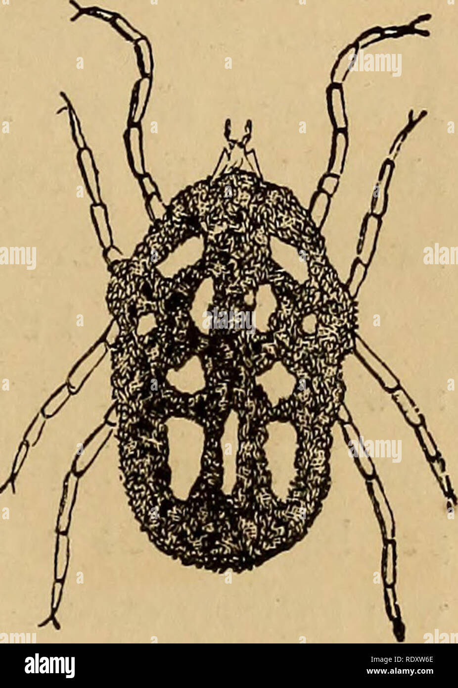 . Economic entomology. Beneficial insects; Insect pests; Thysanura ...