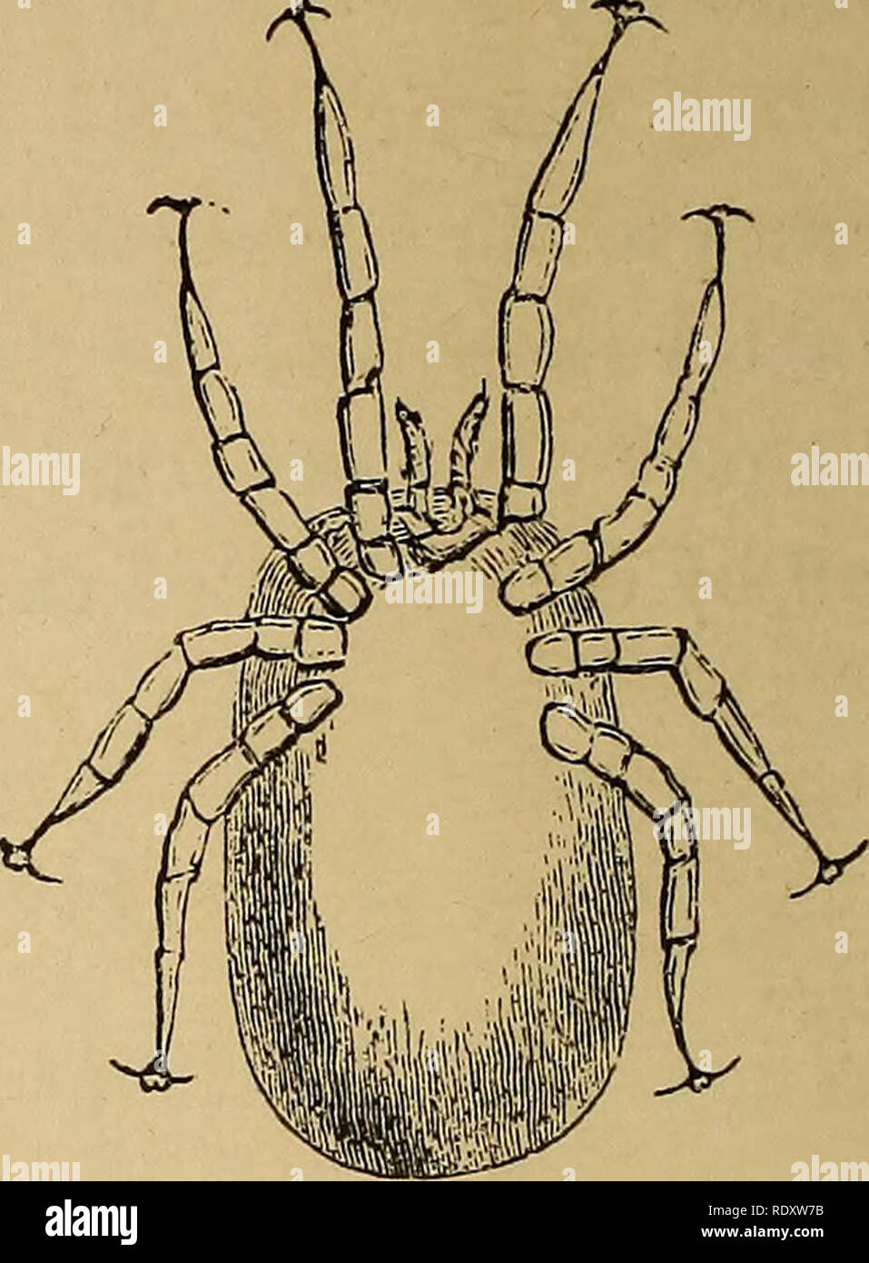 . Economic entomology. Beneficial insects; Insect pests; Thysanura ...