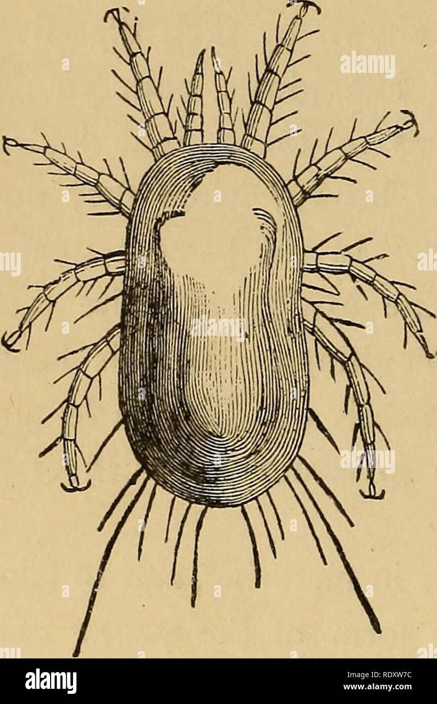 Vermin sketch hi-res stock photography and images - Alamy