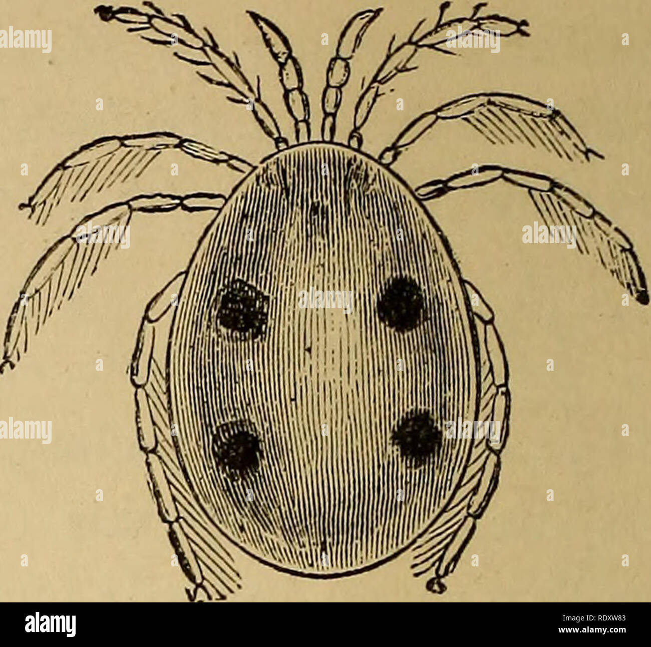 Nesea hi-res stock photography and images - Alamy