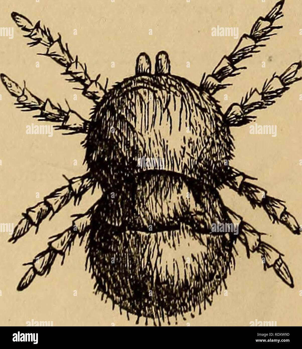 . Economic entomology. Beneficial insects; Insect pests; Thysanura ...