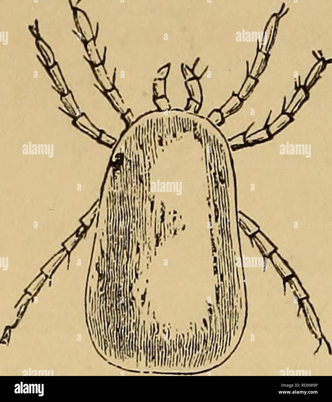 . Economic entomology. Beneficial insects; Insect pests; Thysanura. 130 ...