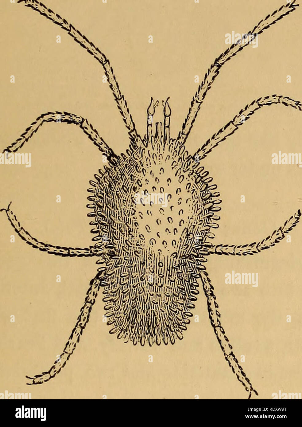 . Economic entomology. Beneficial insects; Insect pests; Thysanura ...