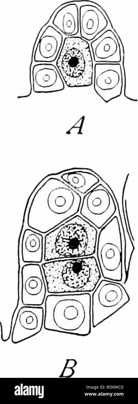 . Morphology of angiosperms (Morphology of spermatophytes. Part II ...