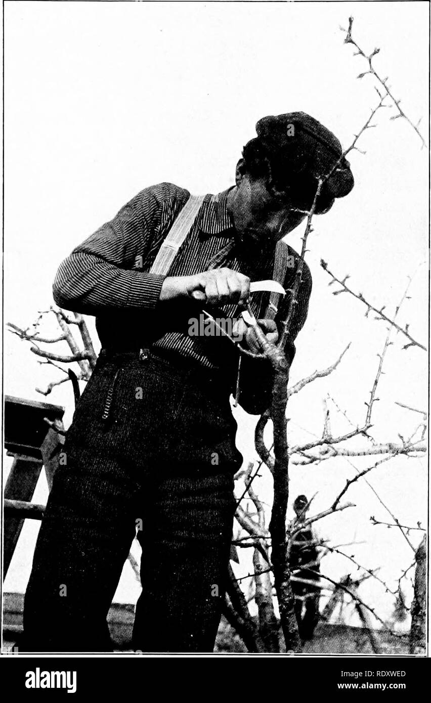 . New creations in plant life; an authoritative account of the life and ...