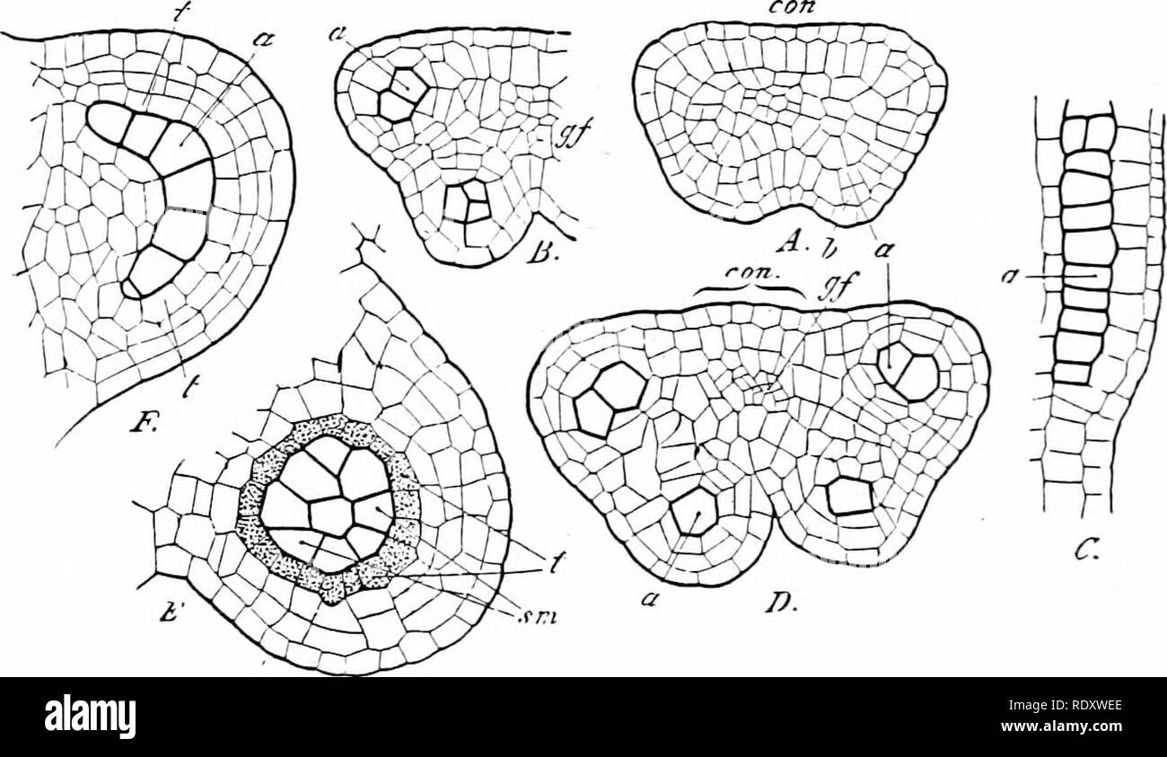 . Morphology of angiosperms (Morphology of spermatophytes. Part II ...