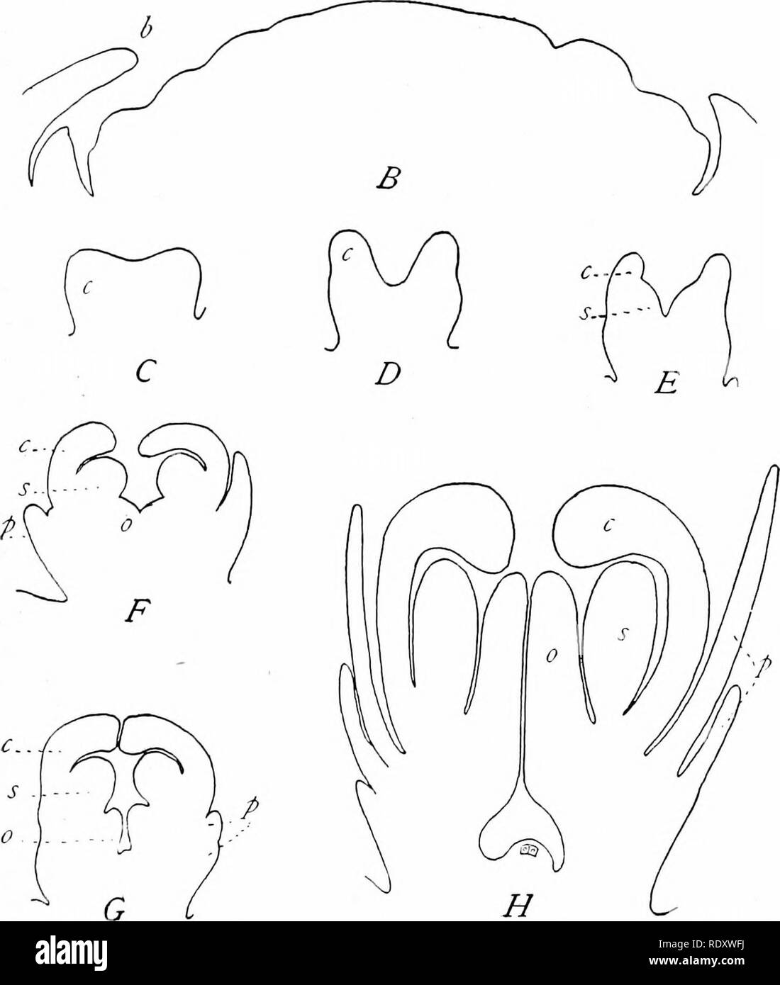 . Morphology of angiosperms (Morphology of spermatophytes. Part II ...