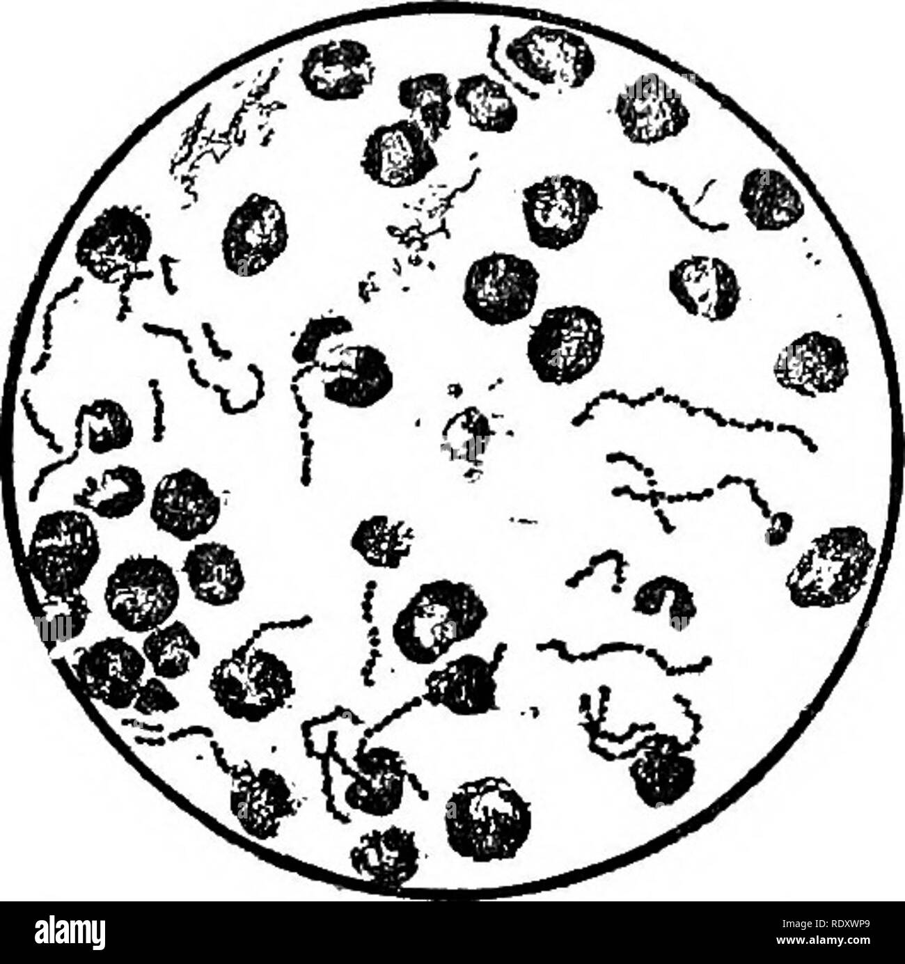 Streptococcus Lactis Microscopic