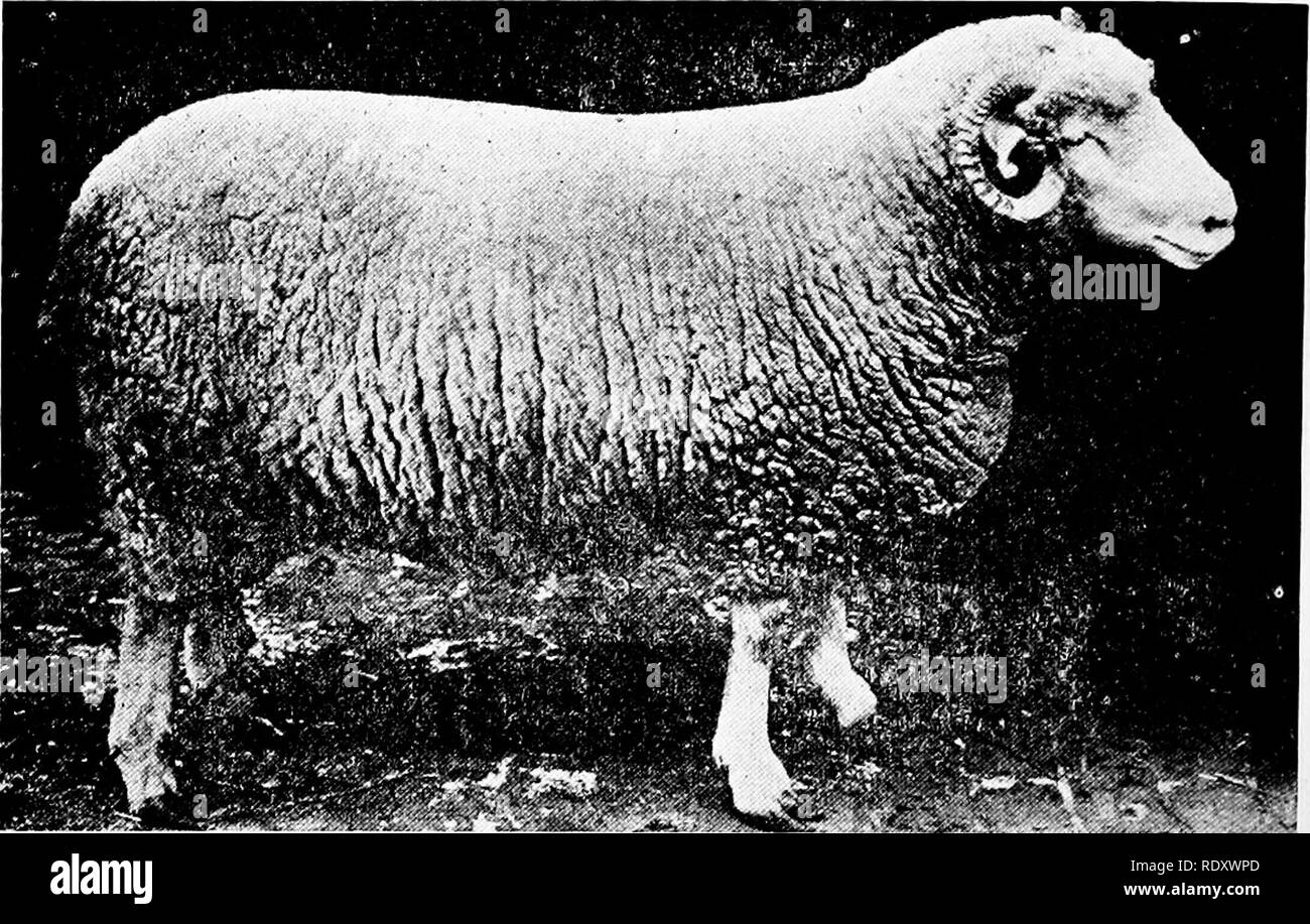 Dorset Horn Sheep Stock Photos & Dorset Horn Sheep Stock Images - Alamy