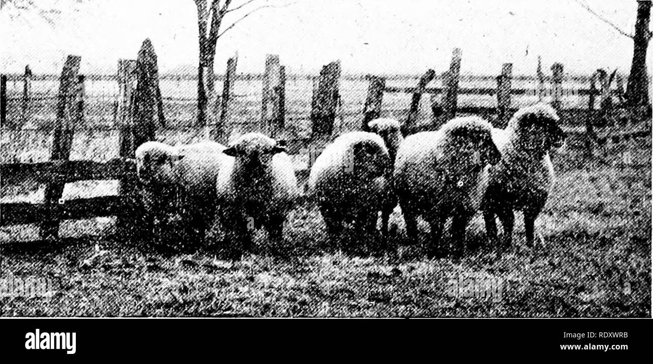 Oxford down sheep Black and White Stock Photos & Images - Alamy