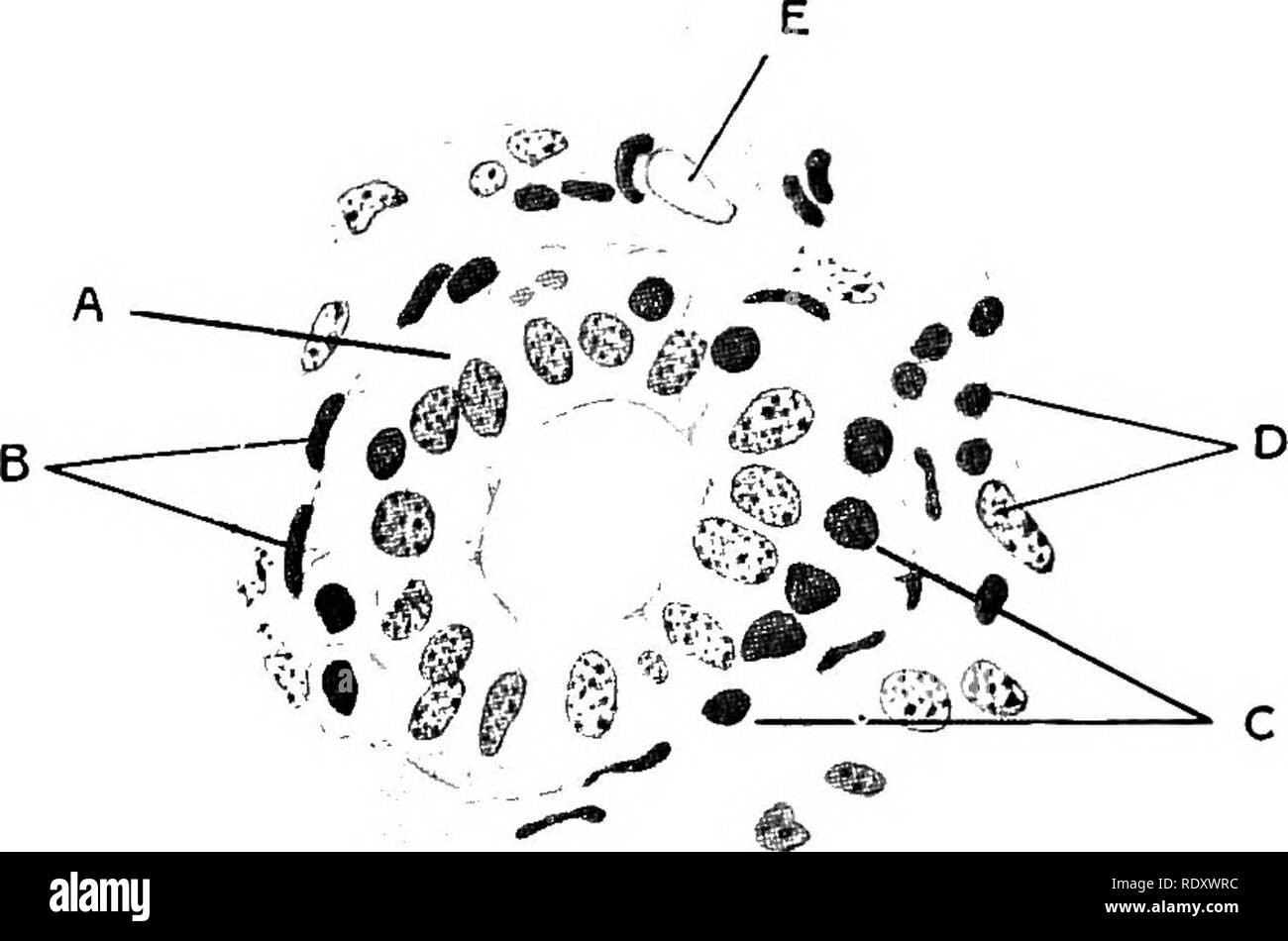 Udder cell hi-res stock photography and images - Alamy