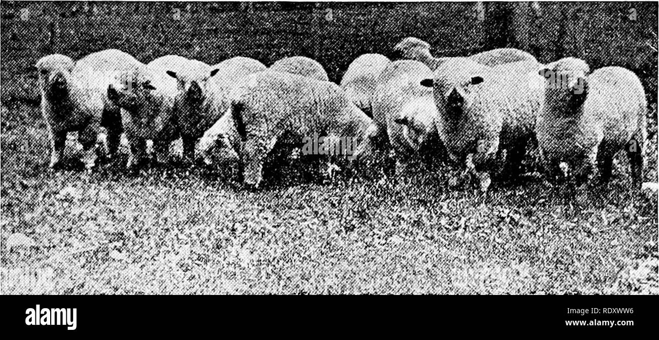 . Productive sheep husbandry . Sheep. THE PRESENT-DAY SHROPSHIRE 117 ...