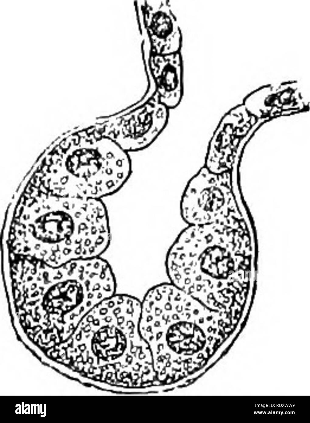 Glandular Epithelium Structure
