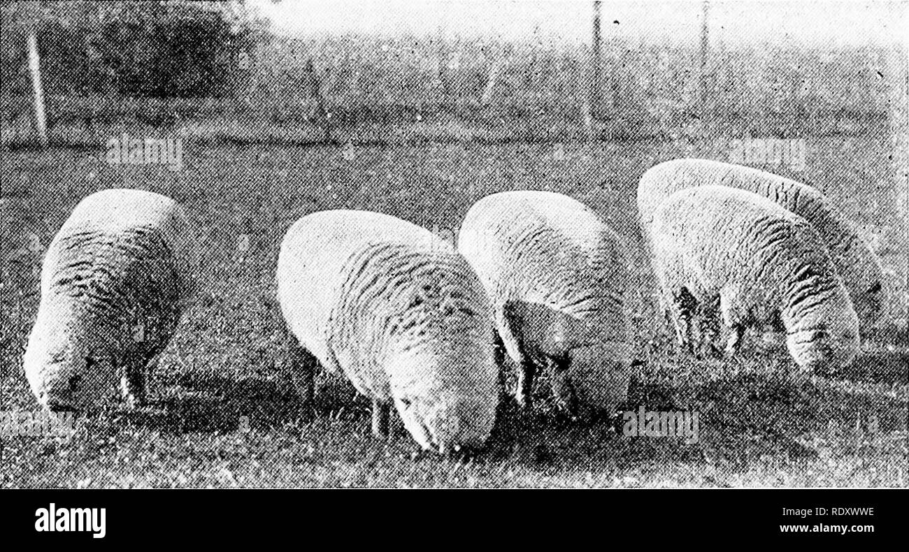 . Productive sheep husbandry . Sheep. THE PRESENT-DAY SHROPSHIRE 115 is ...