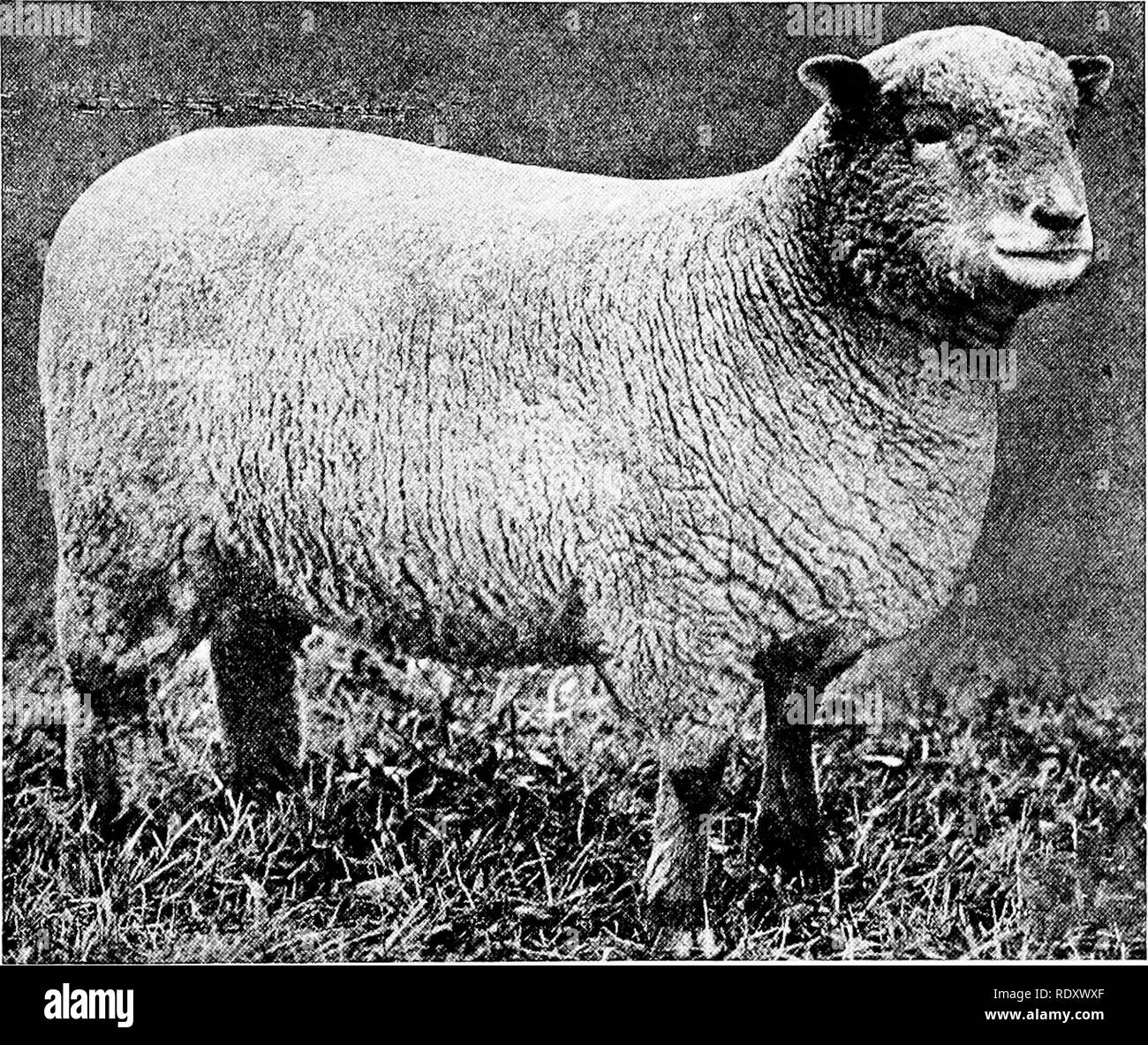 . Productive sheep husbandry . Sheep. DESCRIPTION 105 Improvement by ...