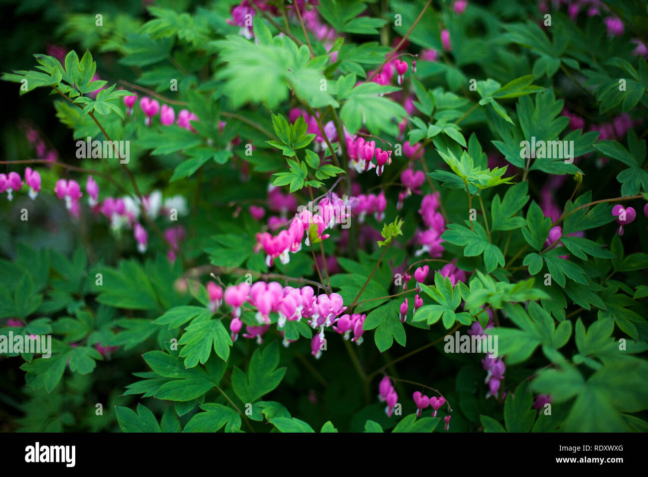 Lamprocapnos spectabilis - bleeding heart flower Stock Photo - Alamy
