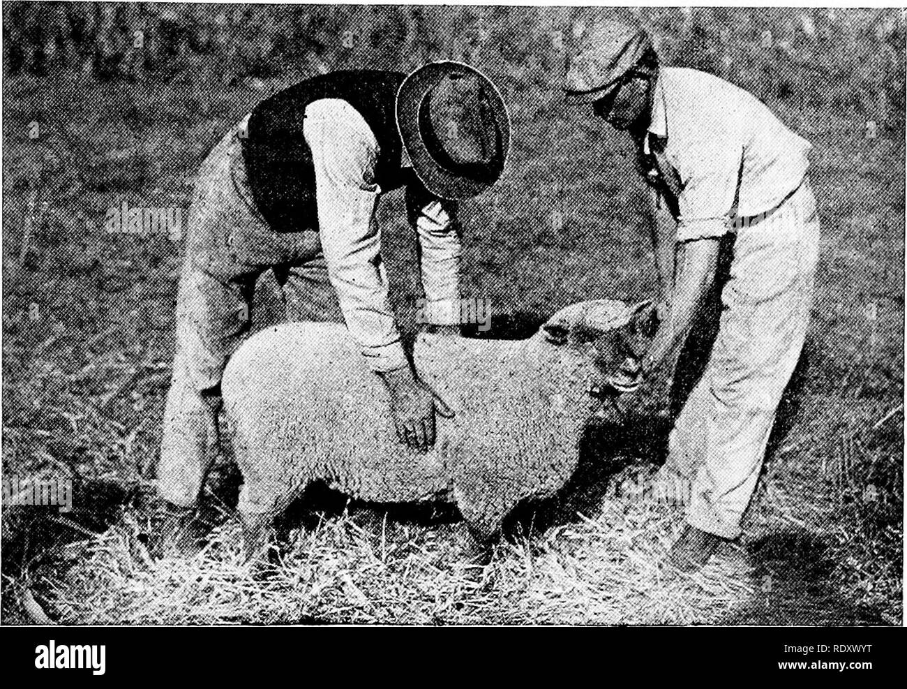 . Productive sheep husbandry . Sheep. HANDLING THE SHEEP 91 touched to ...
